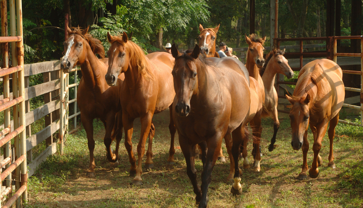 Creek Plantation Named 2023 AQHA Best Remuda – American Quarter Horse ...